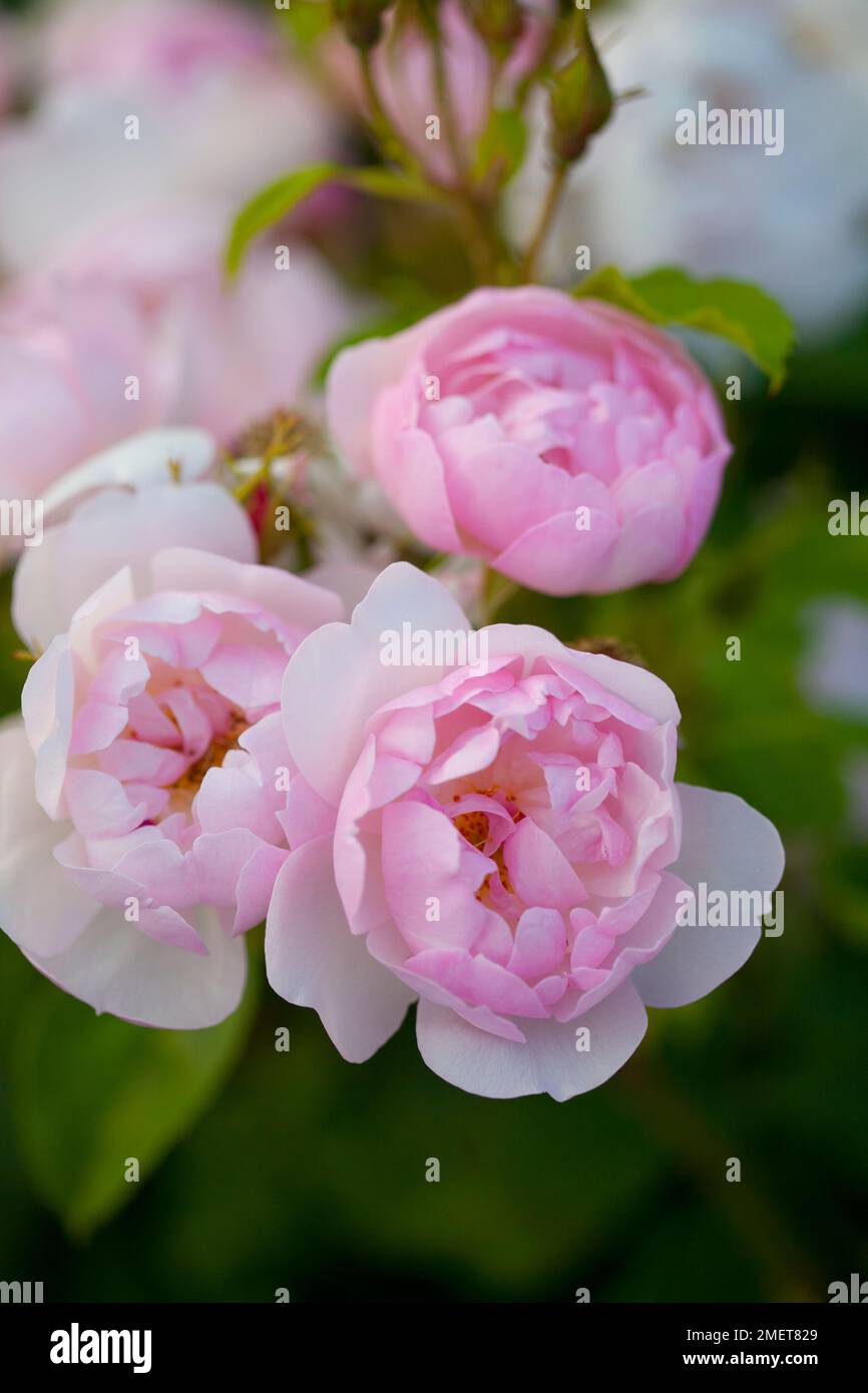 Scarborough fair Banque de photographies et d’images à haute résolution ...