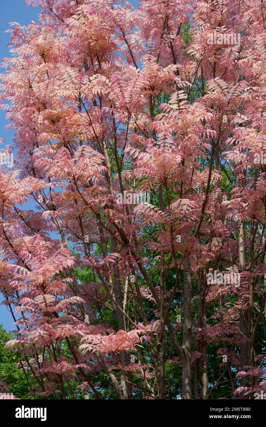 Chinese mahogany flamingo Banque de photographies et d’images à haute ...