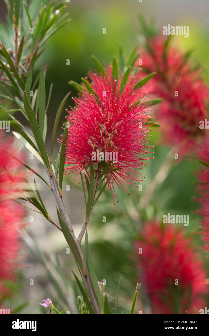 Callistemon rigidus Banque de photographies et d’images à haute ...