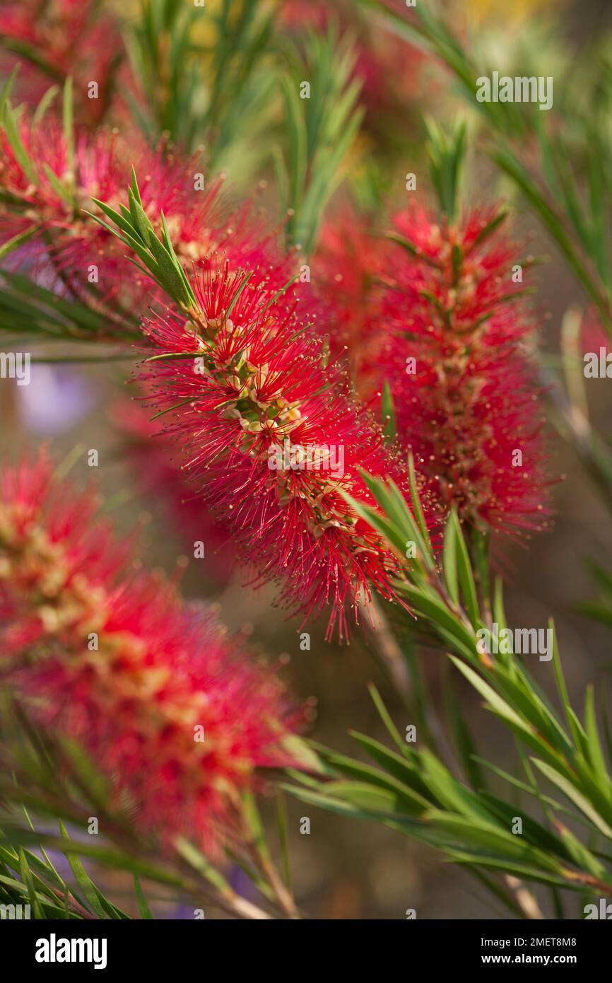 Callistemon rigidus Banque de photographies et d’images à haute ...