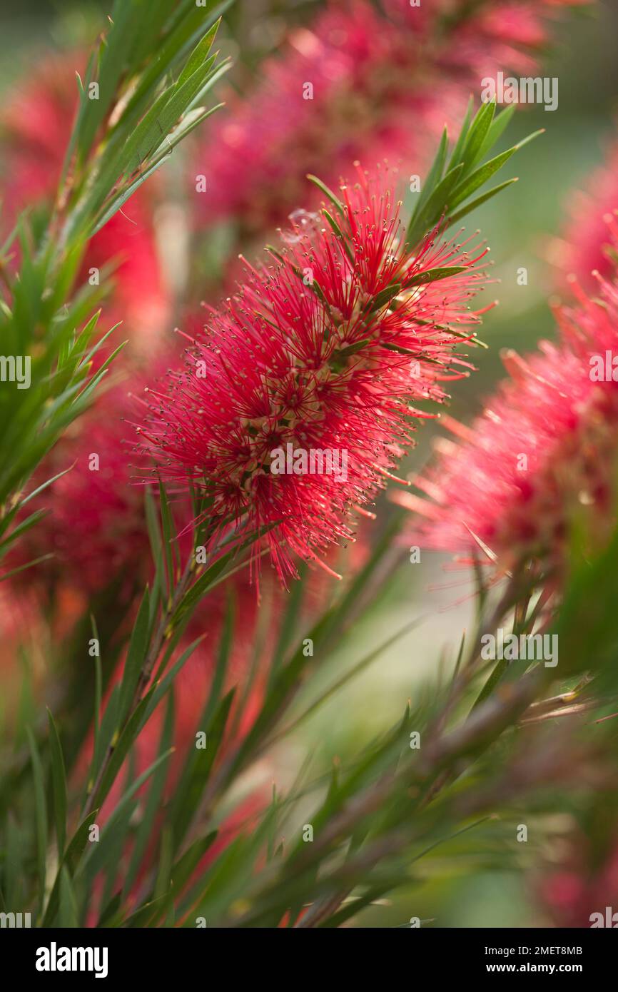 Callistemon rigidus Banque de photographies et d’images à haute ...