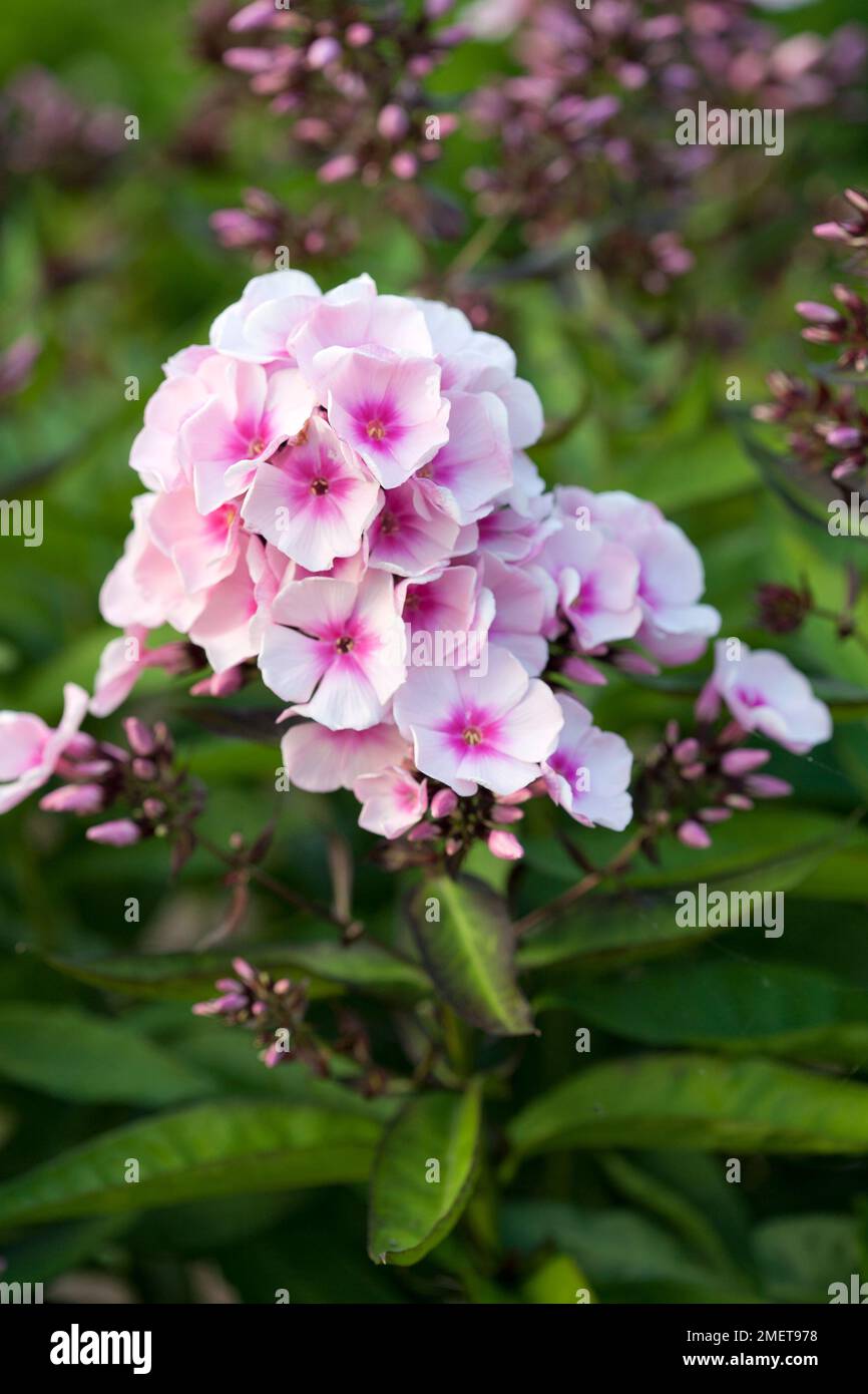 Bright eyes Banque de photographies et d’images à haute résolution - Alamy