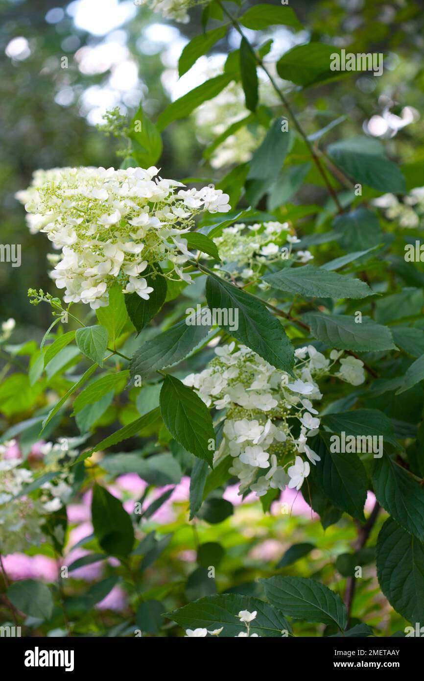 Hortensia paniculata papillon blanc Banque de photographies et d’images ...