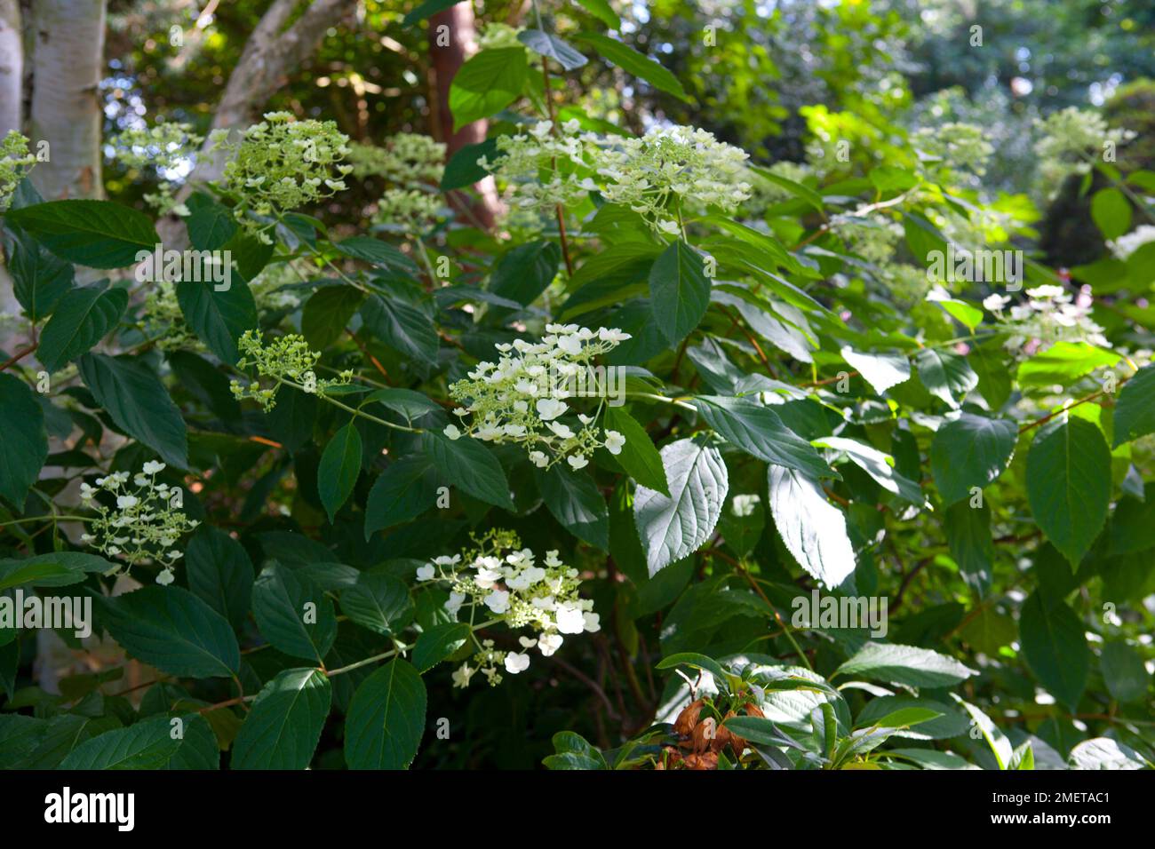 Hortensia paniculata papillon blanc Banque de photographies et d’images ...