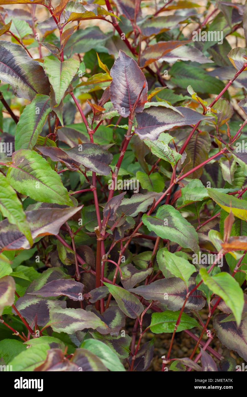 Persicaria microcephala red dragon Banque de photographies et d’images ...