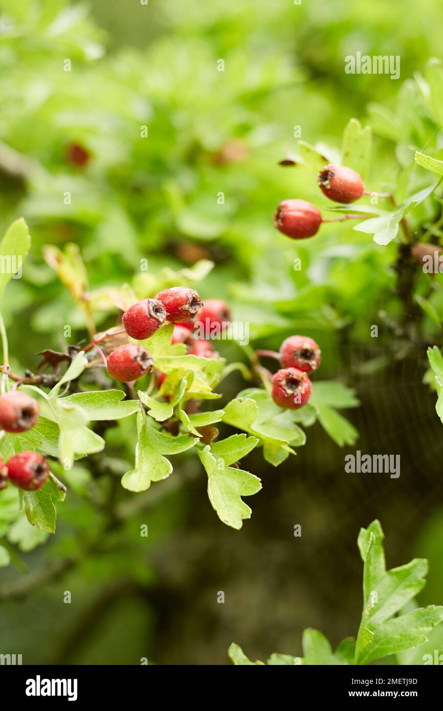 Feuille de crataegus monogyna Banque de photographies et d’images à ...
