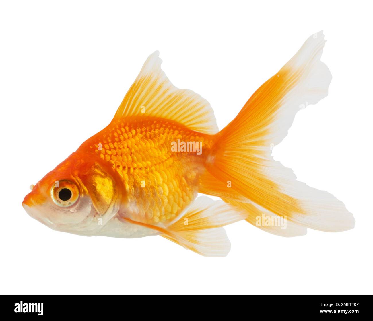 Poisson rouge fantail Banque de photographies et d’images à haute ...