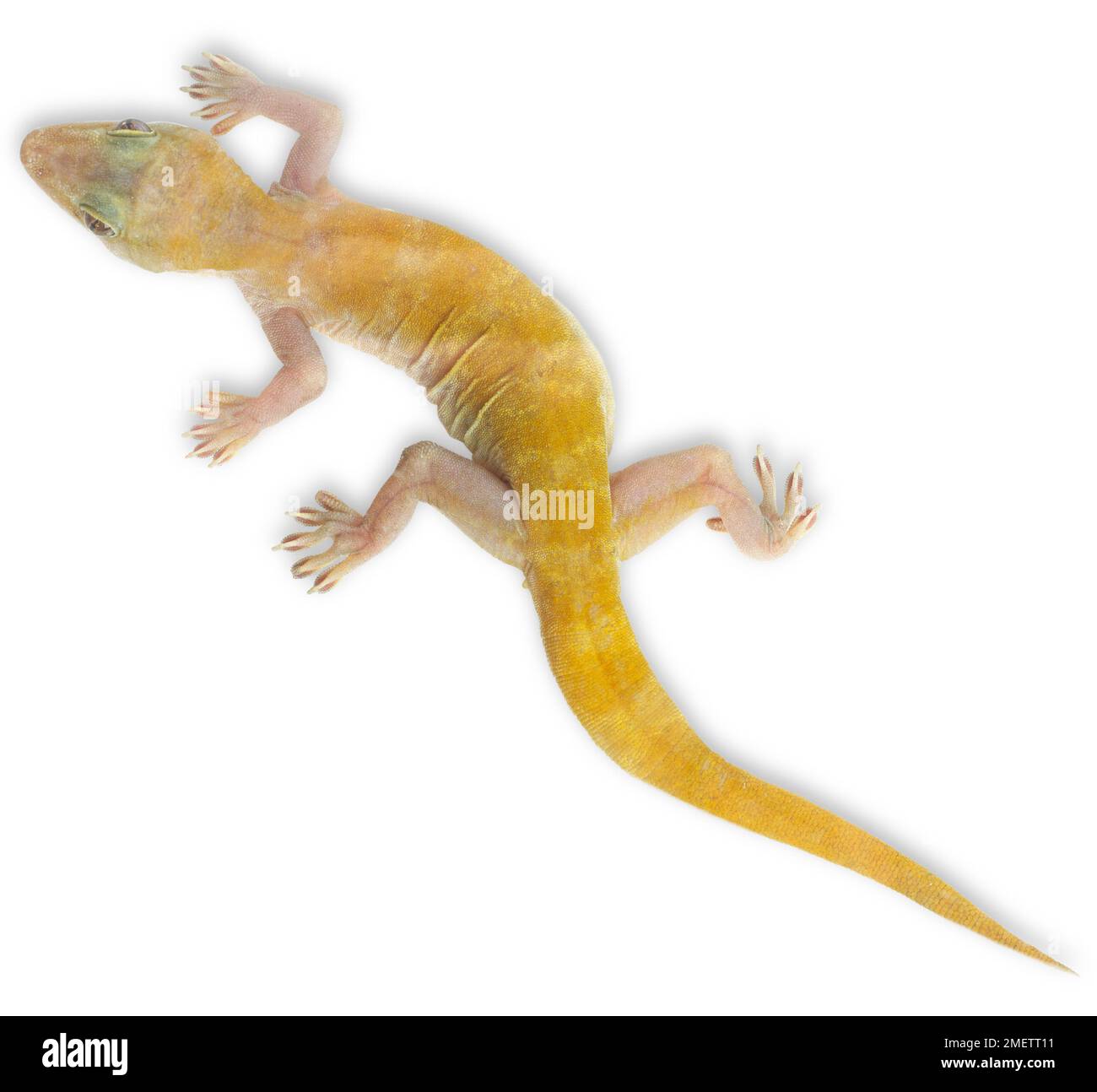 Gekko badenii Banque de photographies et d’images à haute résolution ...