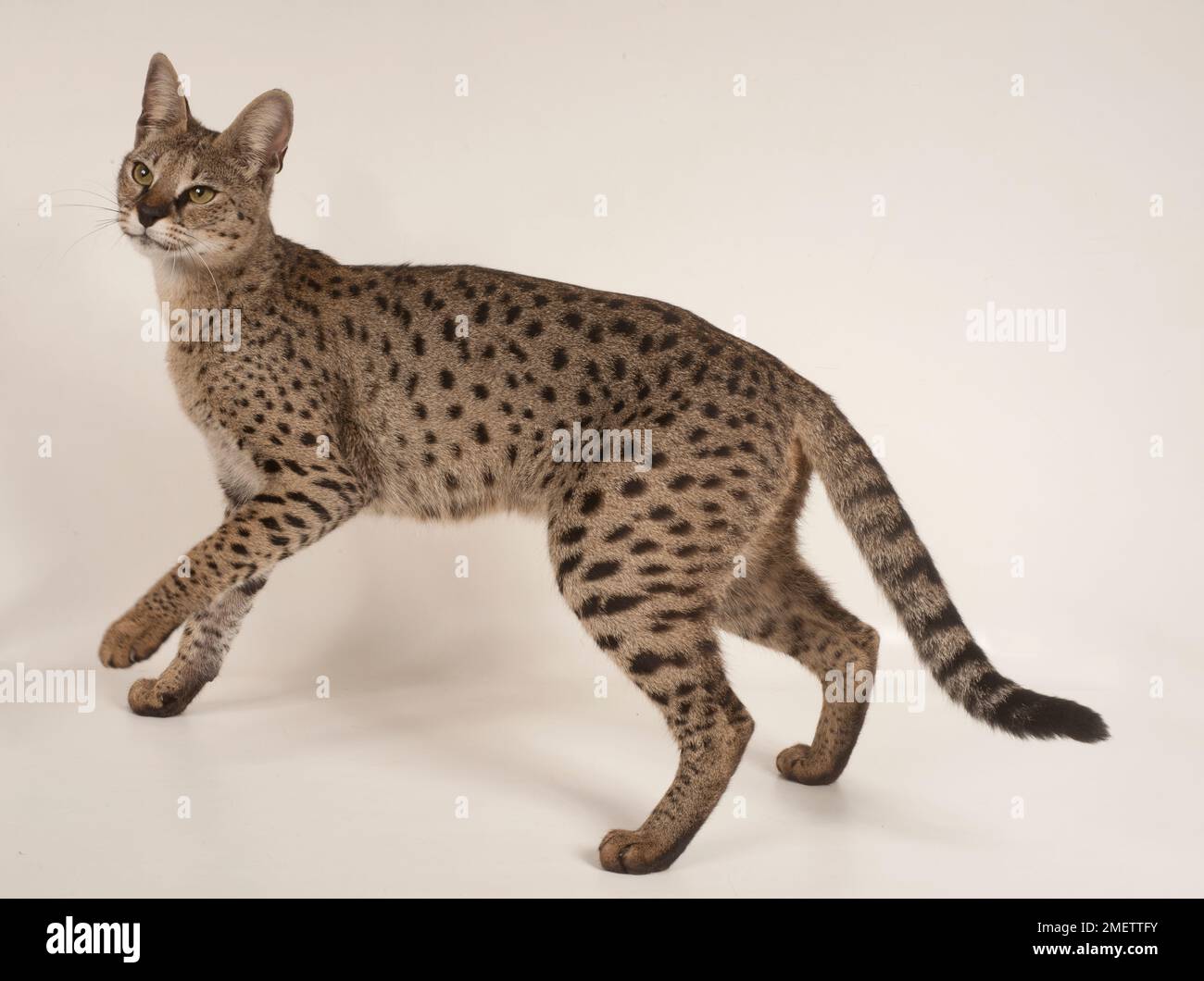 Savannah f1 cat Banque de photographies et d’images à haute résolution ...