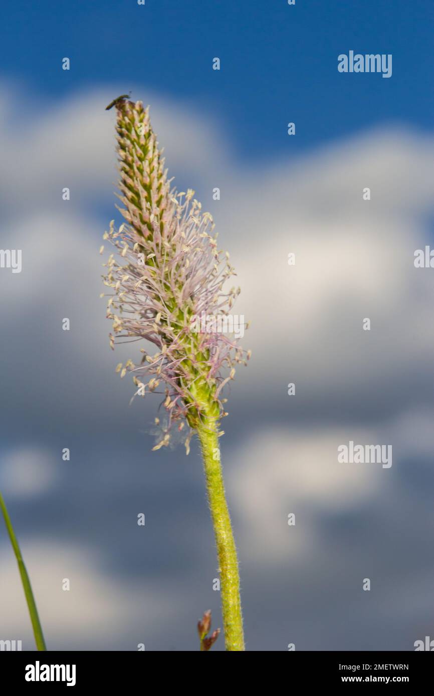 Le plantain de lanceolata, Plantago lanceolata, est une plante ...