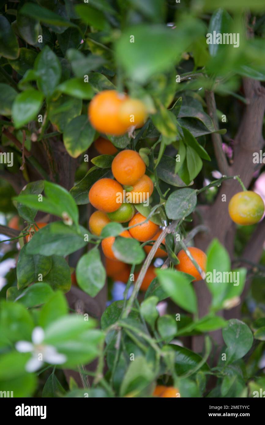 Fortunella japonica Banque de photographies et d’images à haute ...