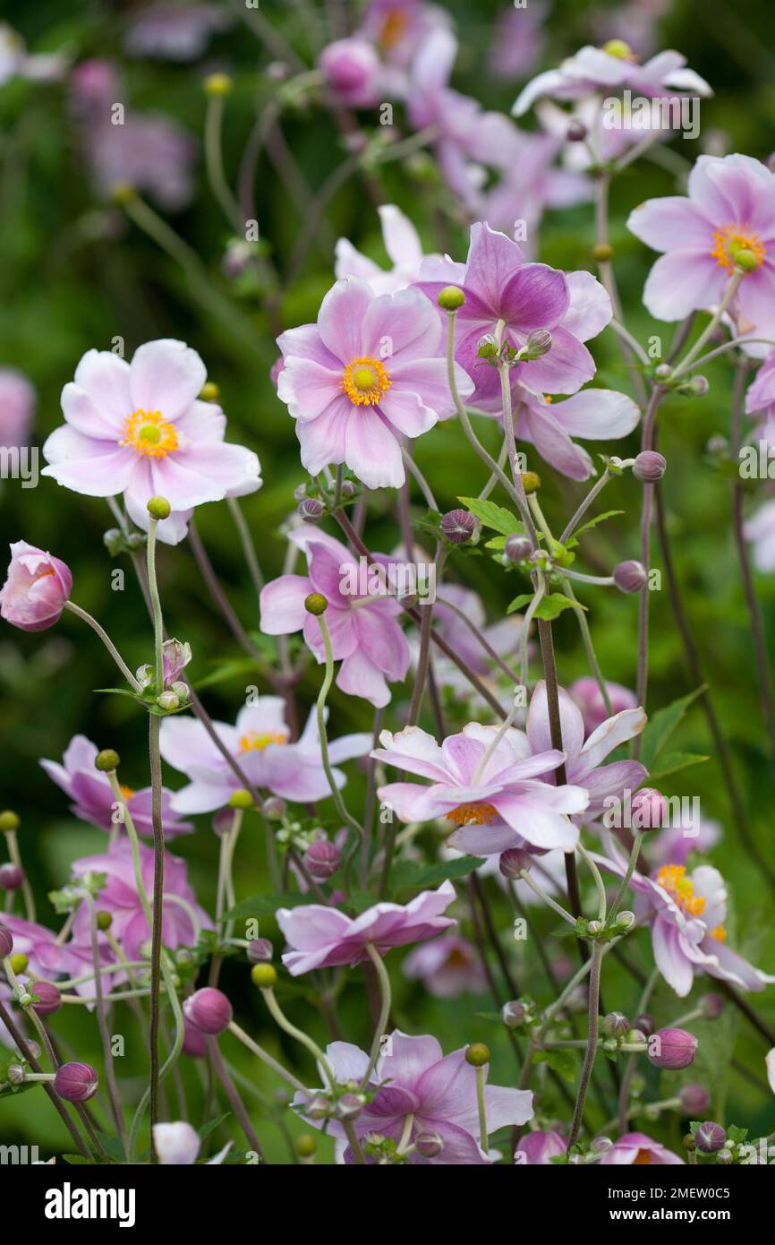 X elegans Banque de photographies et d’images à haute résolution - Alamy