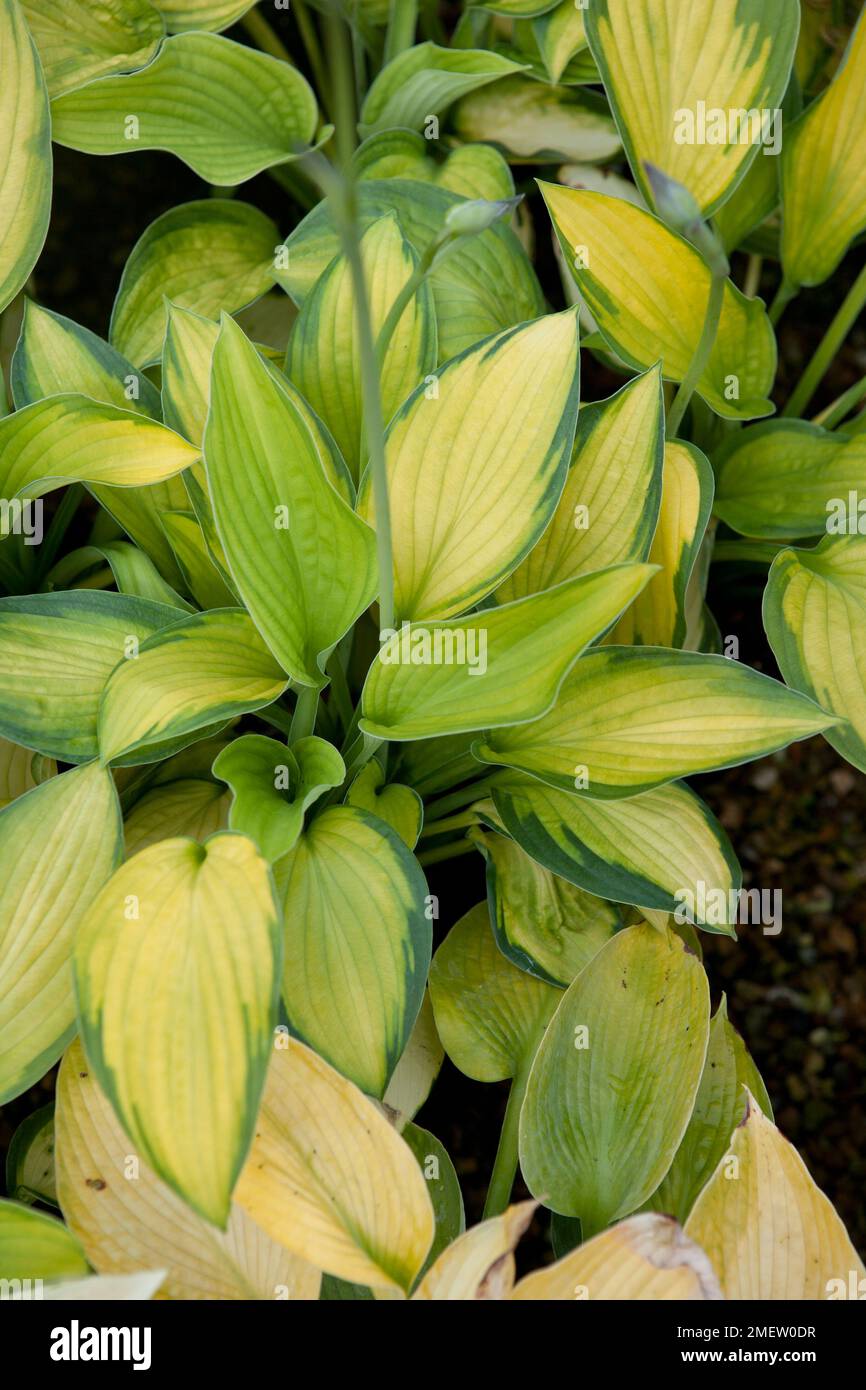 Plantation standard Banque de photographies et d’images à haute ...