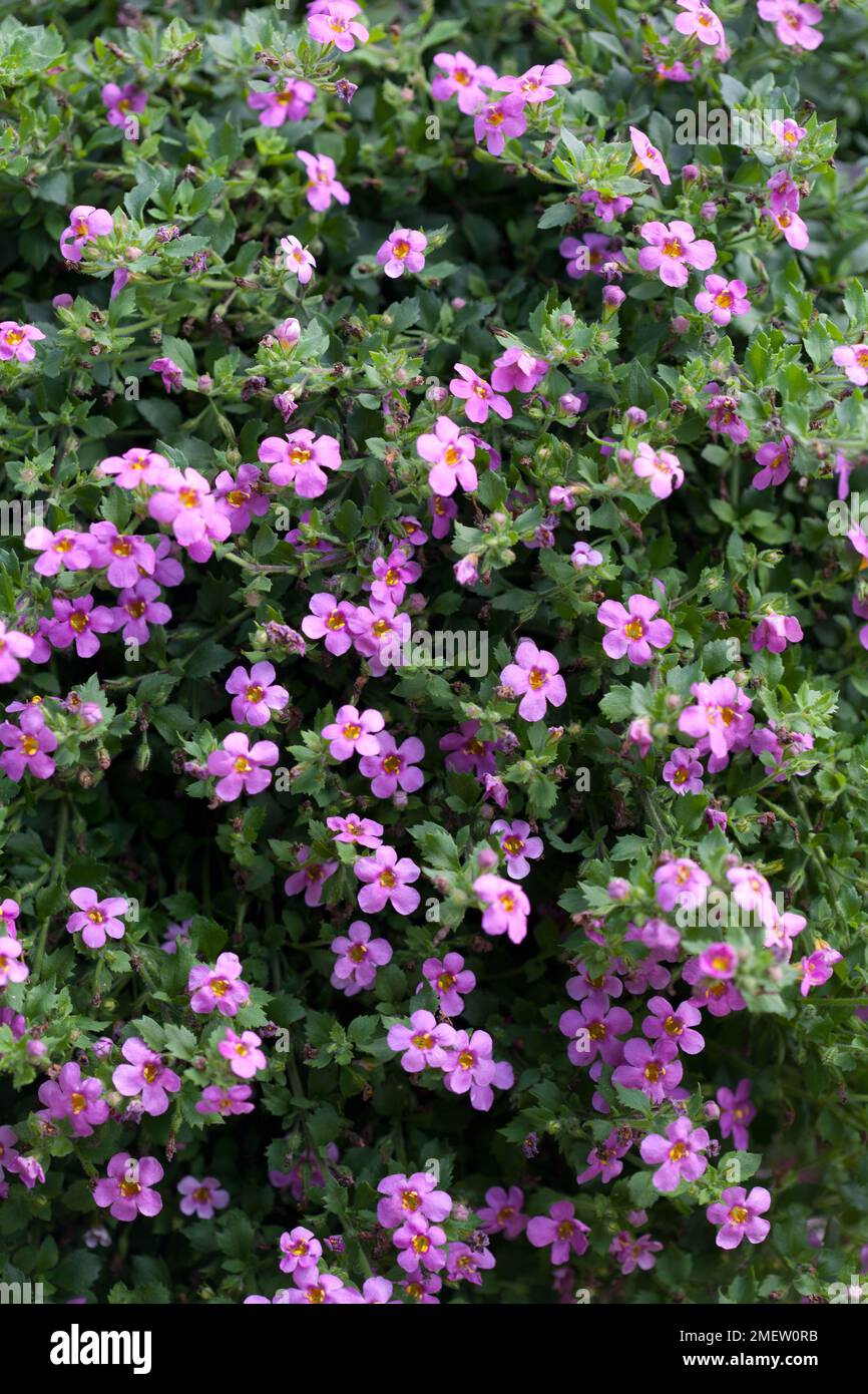 Bacopa scopia Banque de photographies et d’images à haute résolution ...