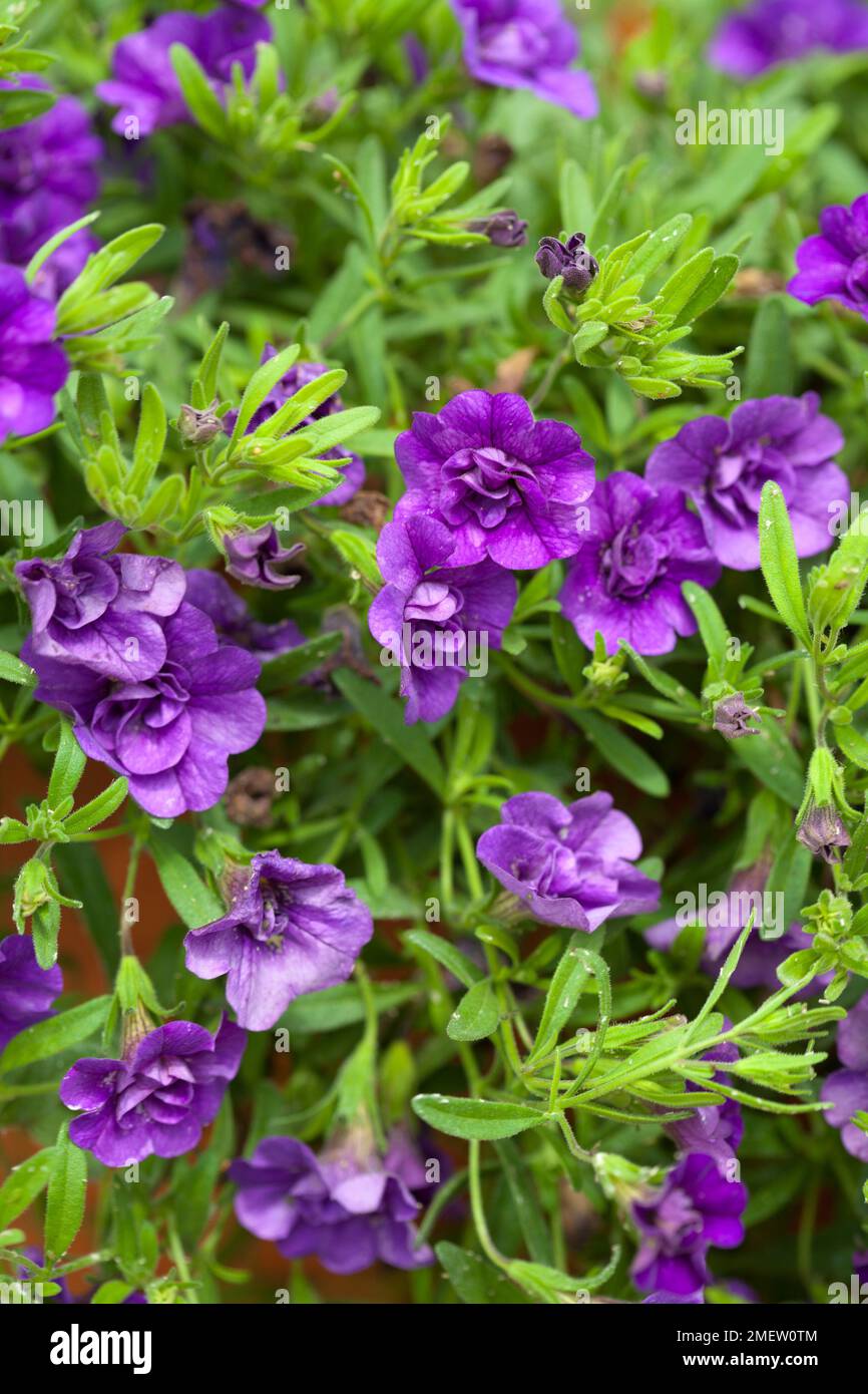 Calibrachoa purple Banque de photographies et d’images à haute ...