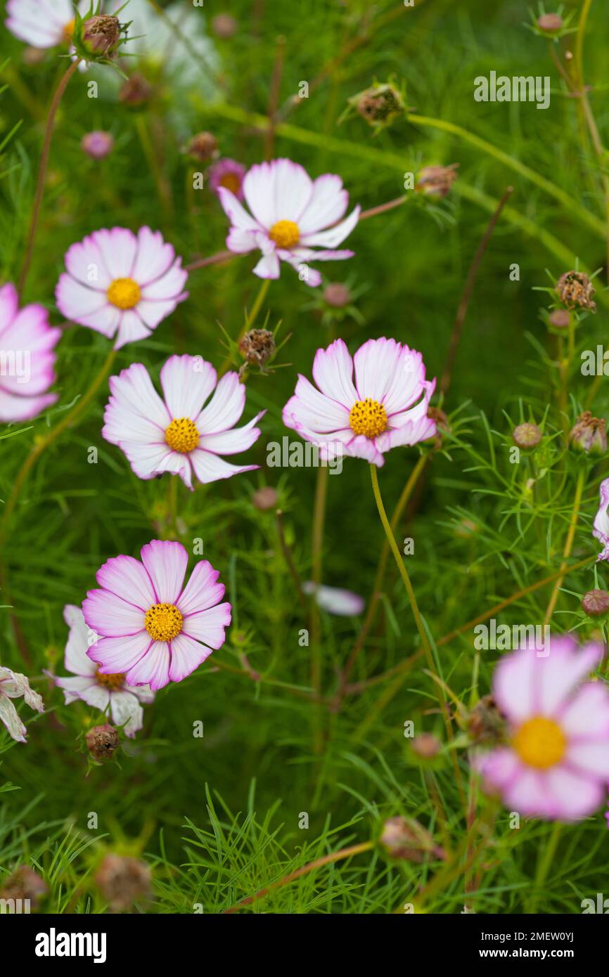 Planting cosmos Banque de photographies et d’images à haute résolution ...