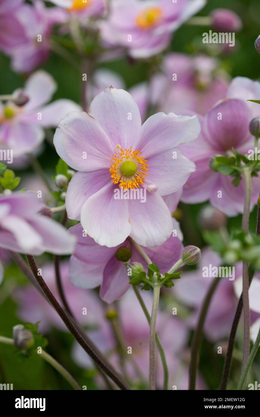 Anemone x hybrida elegans Banque de photographies et d’images à haute ...