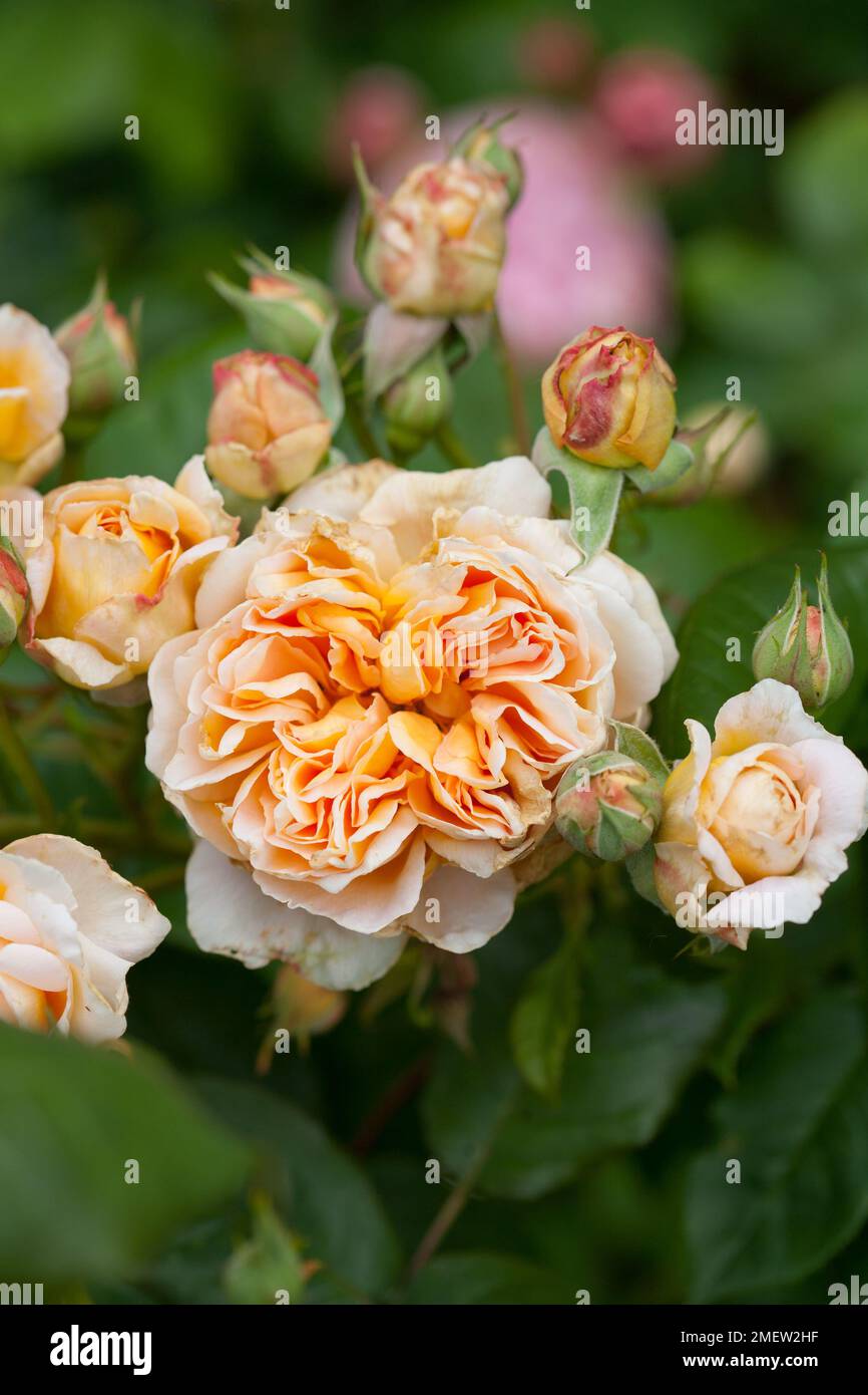 Rosa auswinter Banque de photographies et d’images à haute résolution ...