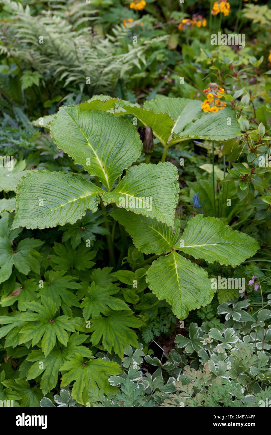 Arisaema floraison Banque de photographies et d’images à haute ...
