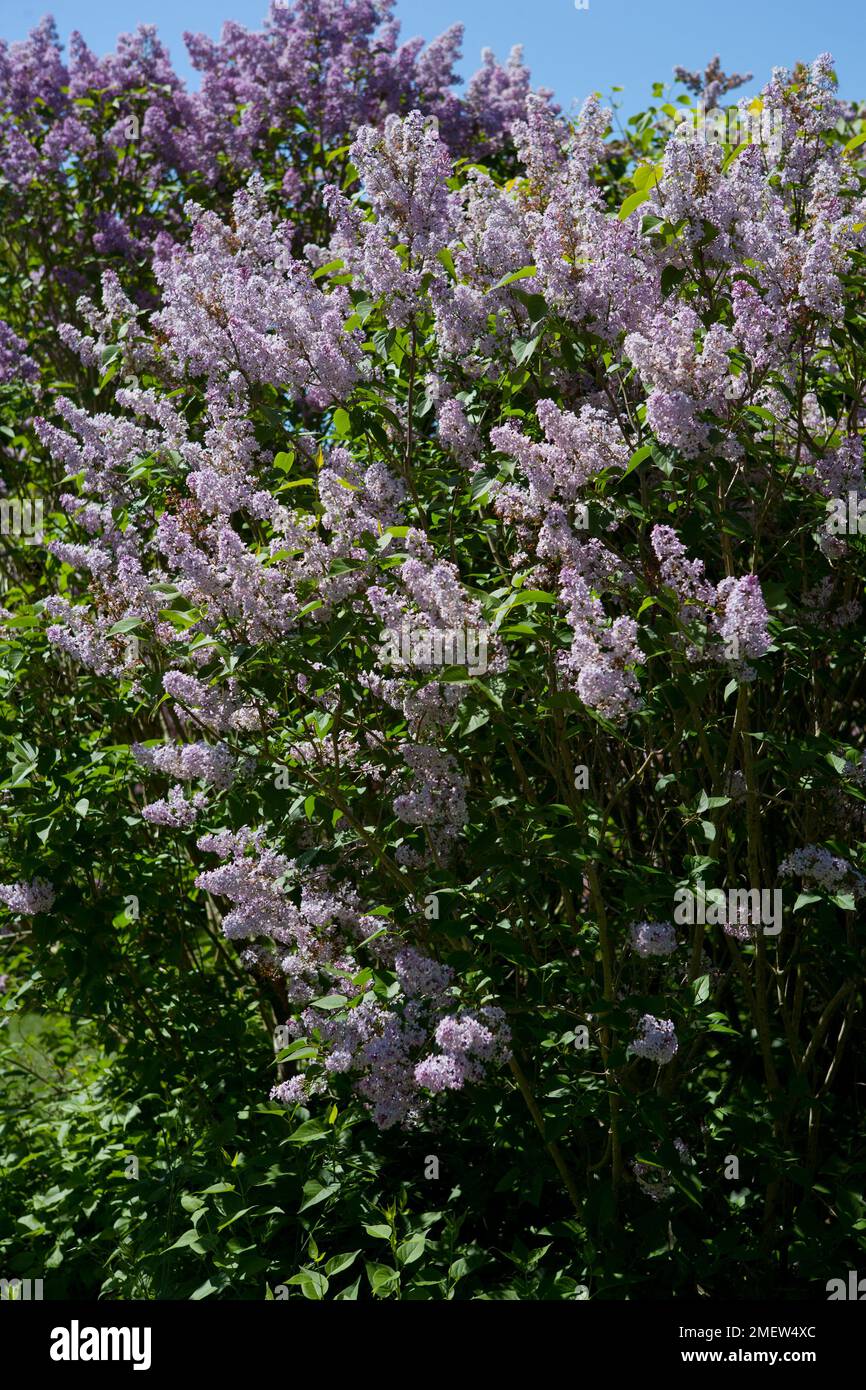 Syringa pubescens subsp patula miss kim Banque de photographies et d ...
