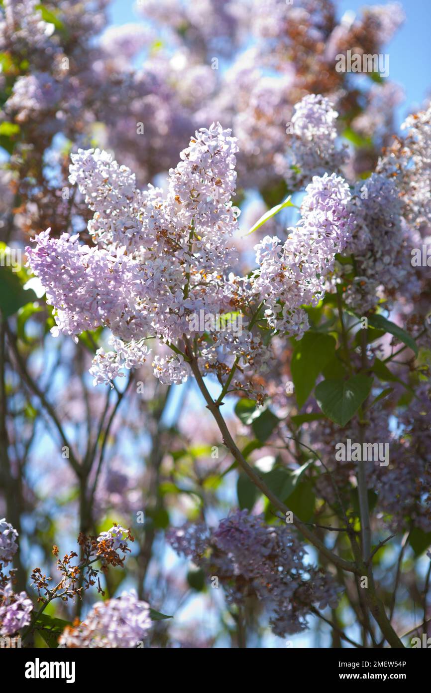 Syringa pubescens subsp patula miss kim Banque de photographies et d ...