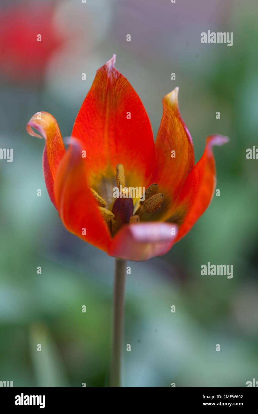 Tulipa orphanidea Banque de photographies et d’images à haute ...