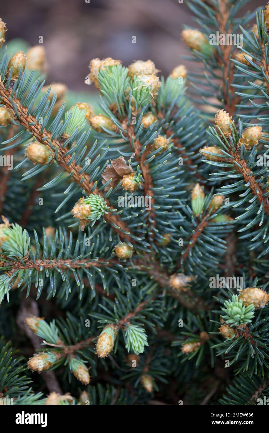 Picea pungens globosa Banque de photographies et d’images à haute ...