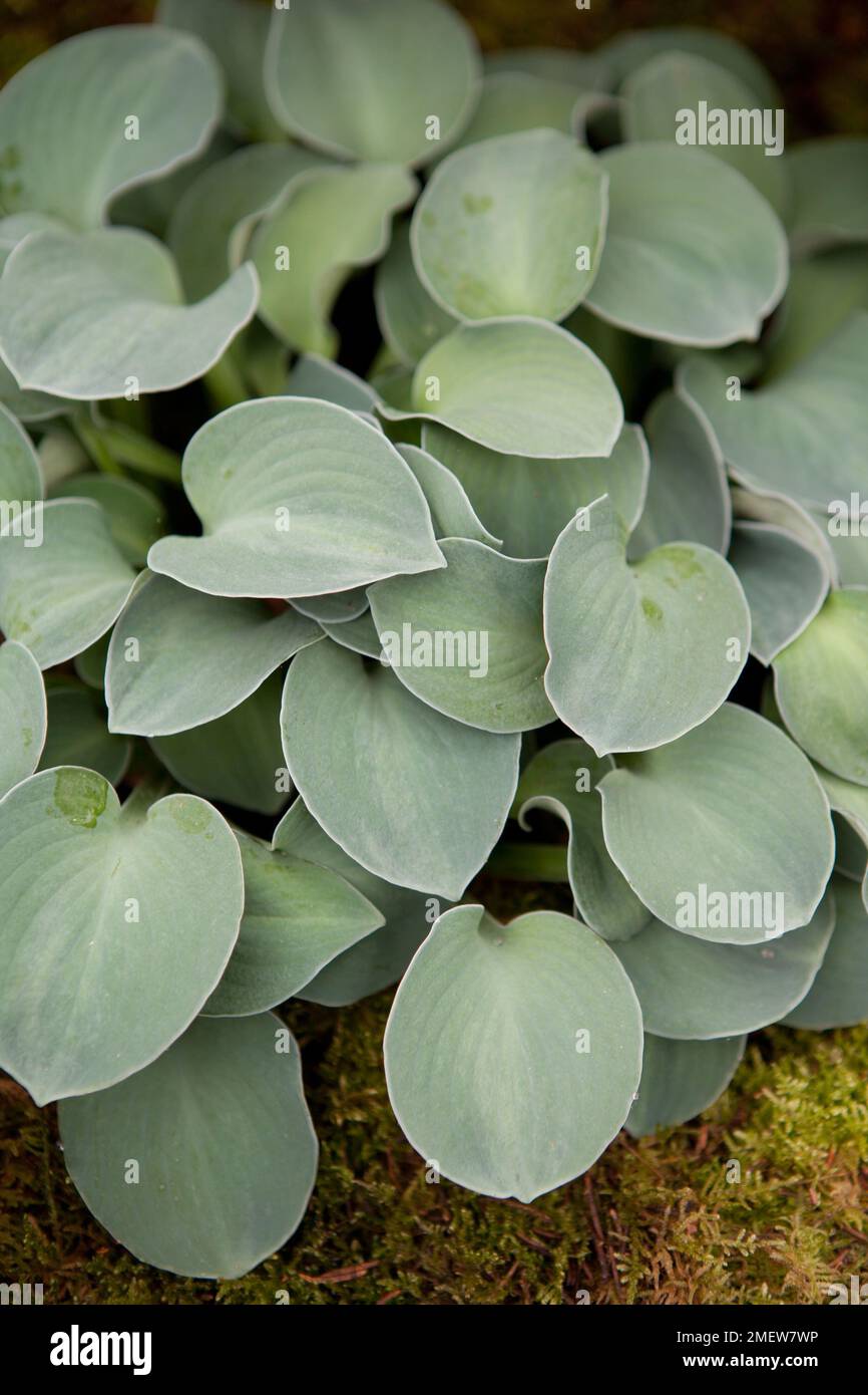Hosta blue mouse ears Banque de photographies et d’images à haute ...