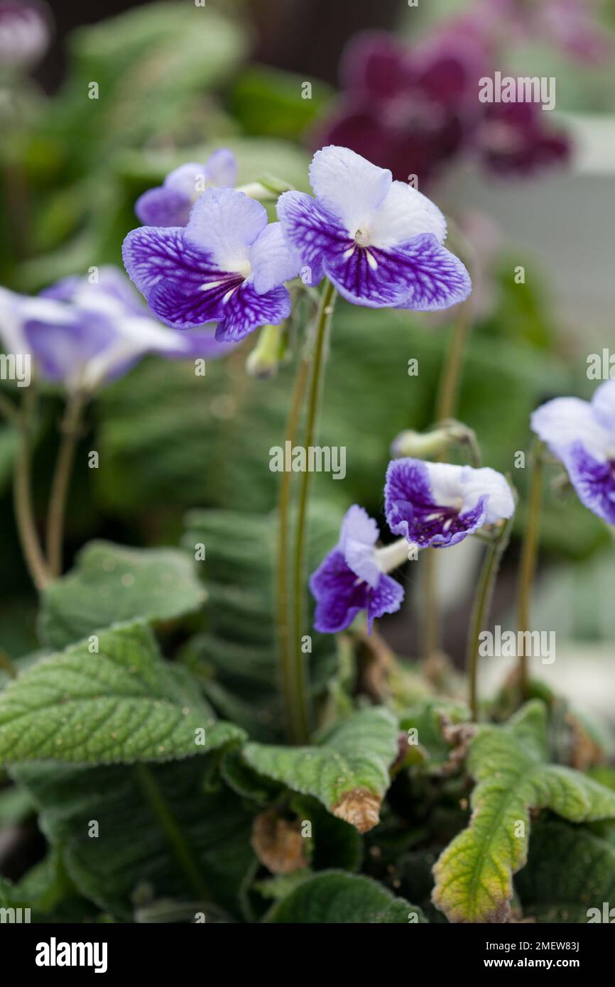 Diamond planting Banque de photographies et d’images à haute résolution ...