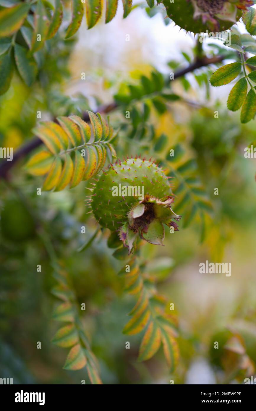 Rosa roxburghii Banque de photographies et d’images à haute résolution ...
