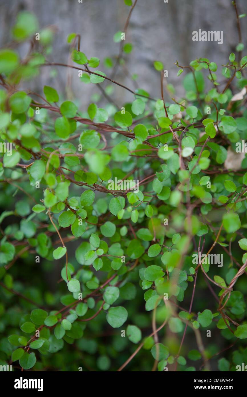 Muehlenbeckia complexa plants Banque de photographies et d’images à ...