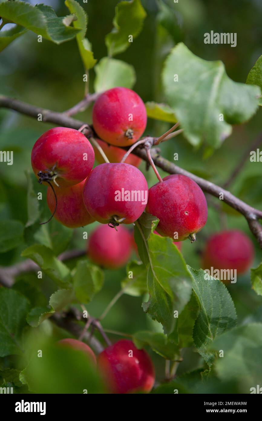 Malus prunifolia Banque de photographies et d’images à haute résolution ...