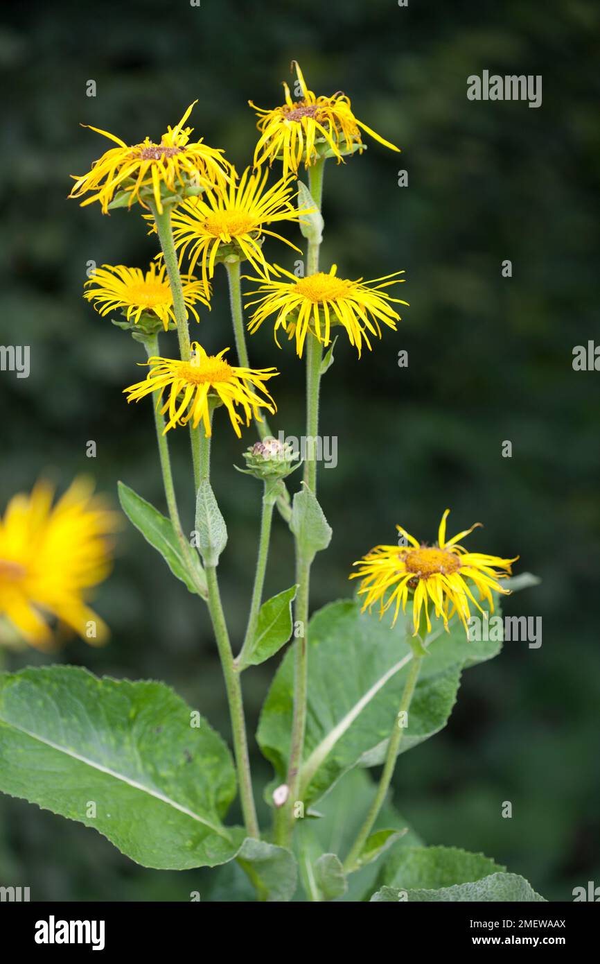 Inula helenium Banque de photographies et d’images à haute résolution ...