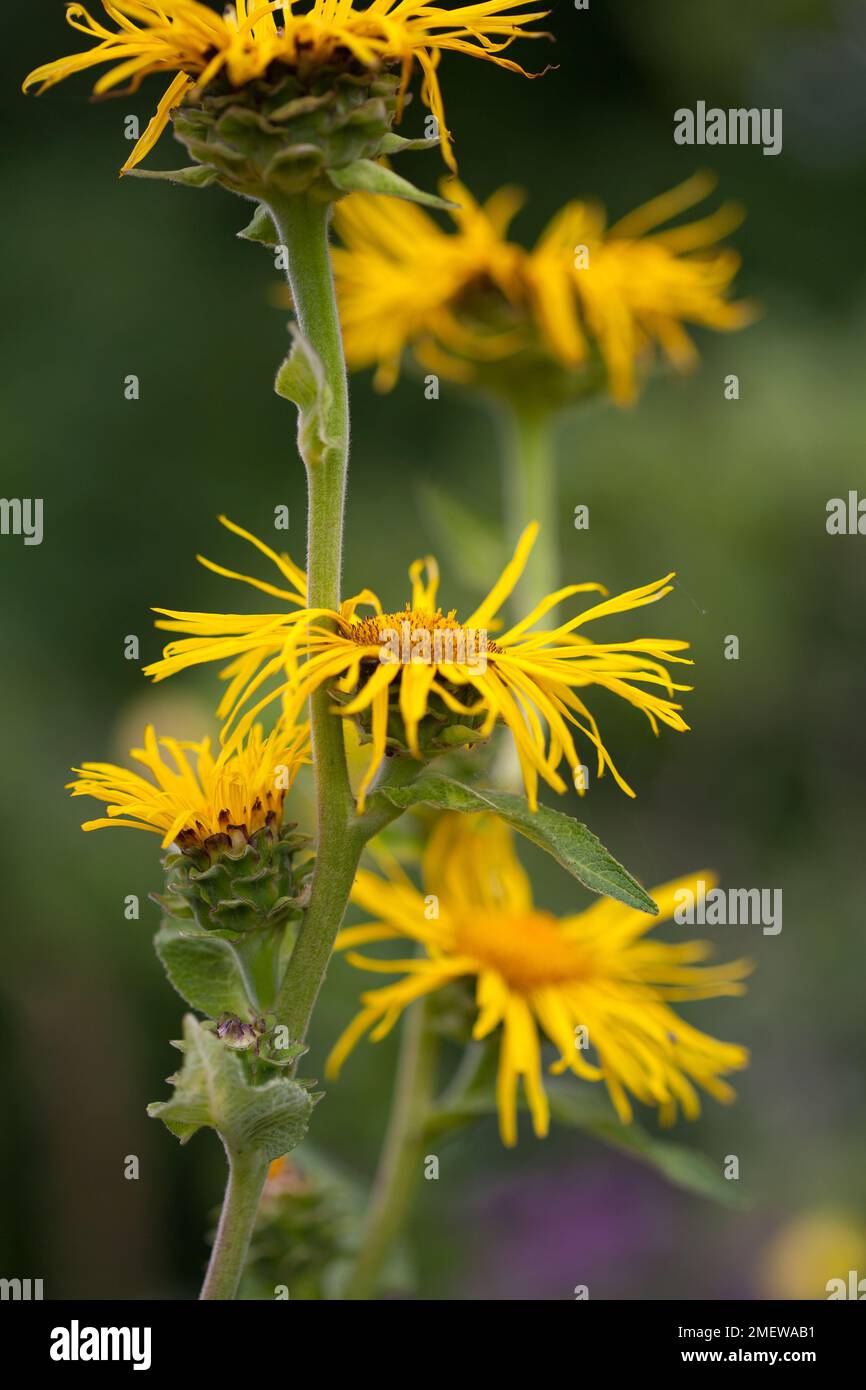 Inula helenium Banque de photographies et d’images à haute résolution ...