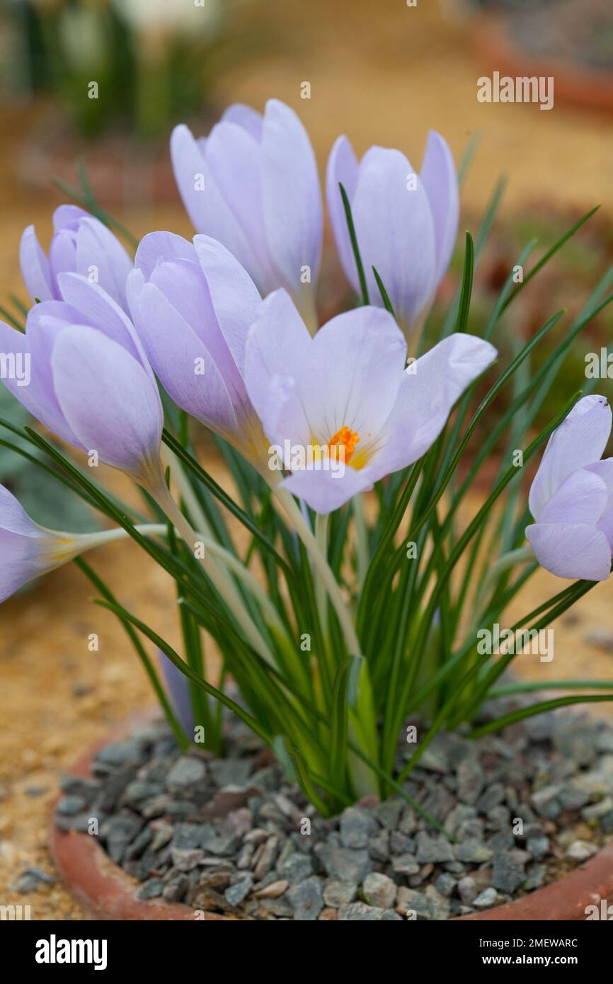 Crocus serotinus Banque de photographies et d’images à haute résolution ...