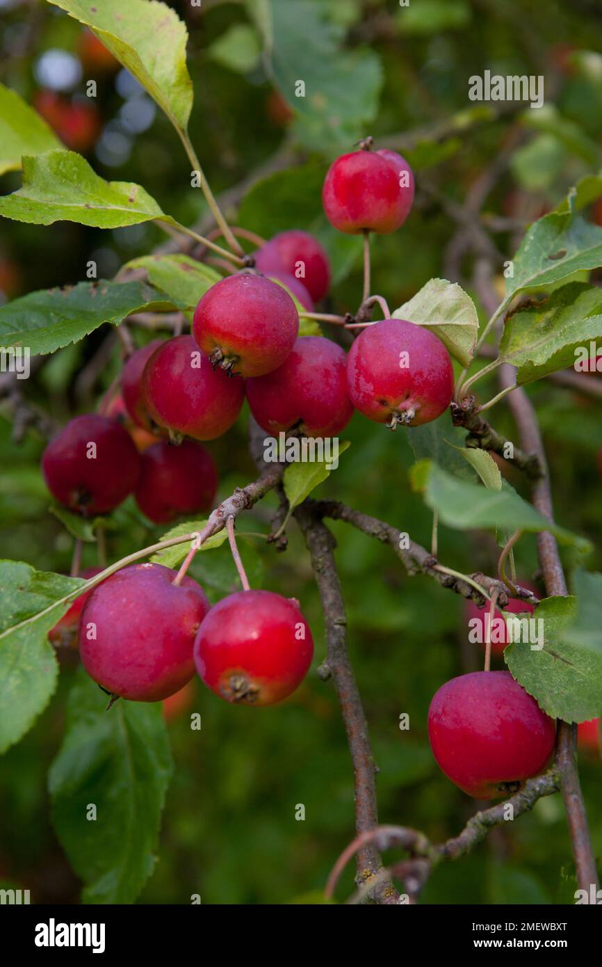 Malus prunifolia Banque de photographies et d’images à haute résolution - Alamy