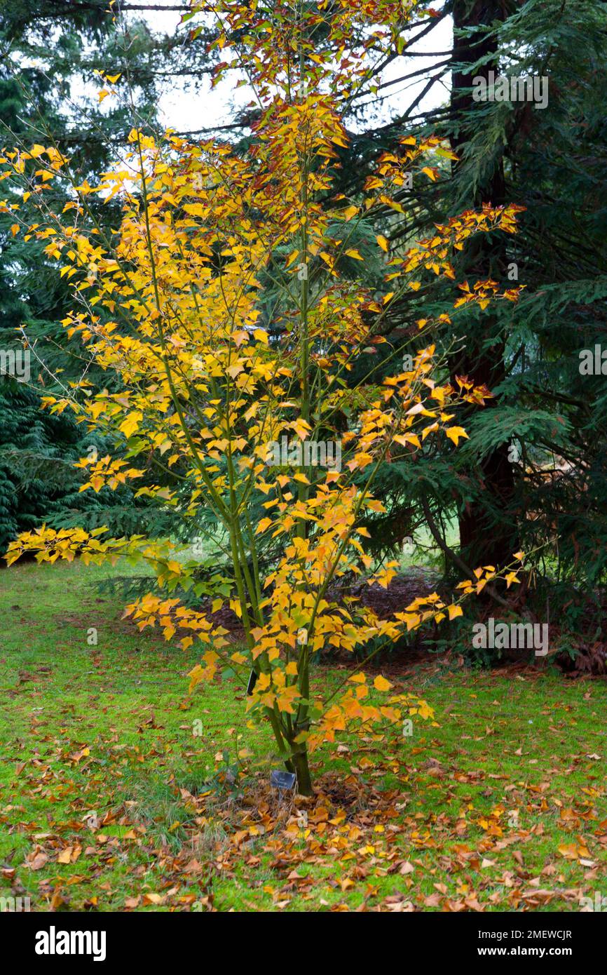 Acer rufinerve Banque de photographies et d’images à haute résolution ...