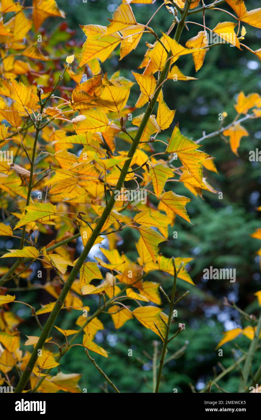 Acer rufinerve Banque de photographies et d’images à haute résolution ...