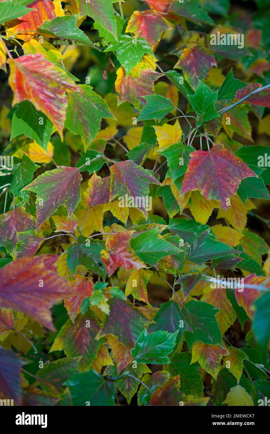 Acer rufinerve Banque de photographies et d’images à haute résolution ...