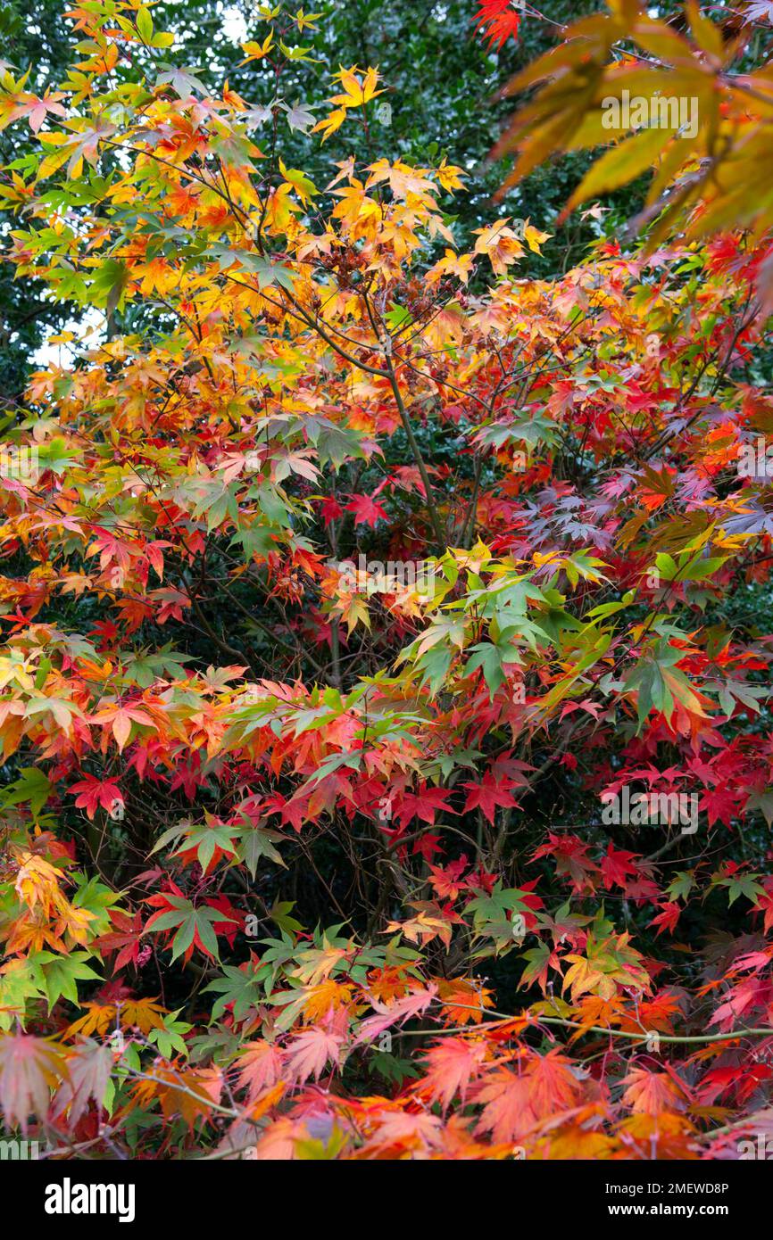 Acer palmatum dissectum inaba shidare Banque de photographies et d ...