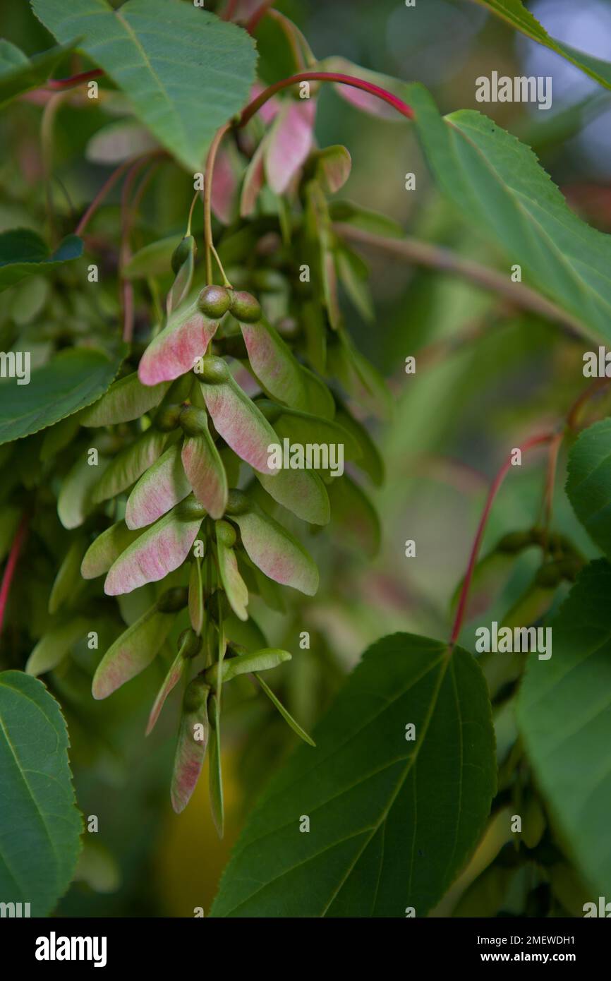 Acer davidii Banque de photographies et d’images à haute résolution - Alamy