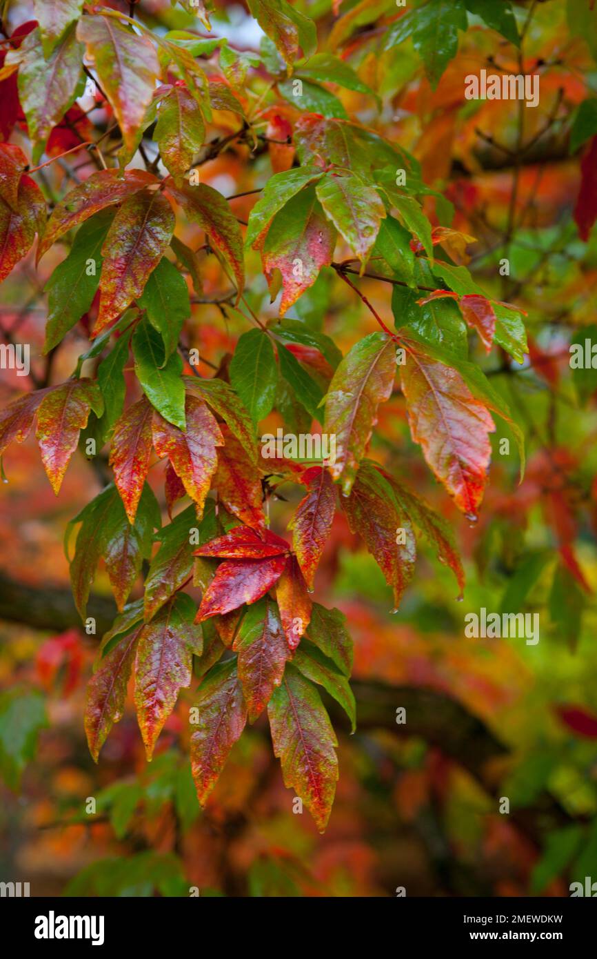 Acer triflorum Banque de photographies et d’images à haute résolution ...