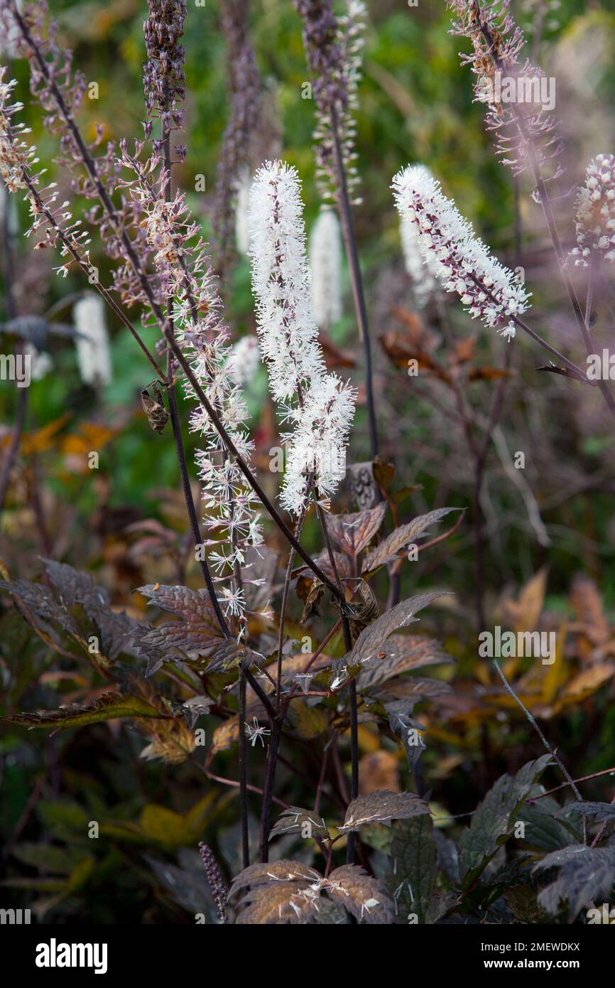 Actaea simplex Banque de photographies et d’images à haute résolution ...