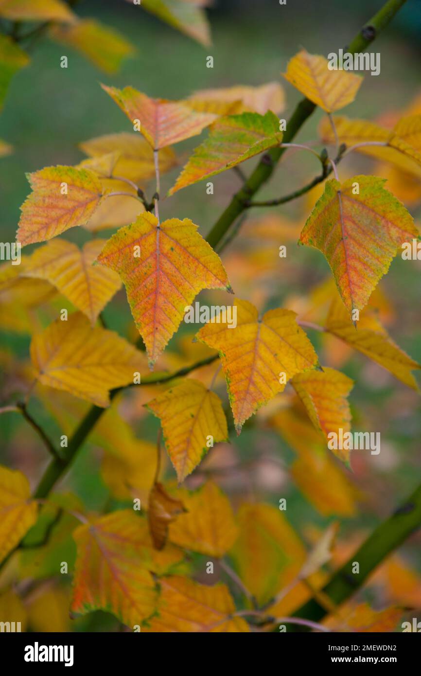 Acer rufinerve Banque de photographies et d’images à haute résolution ...