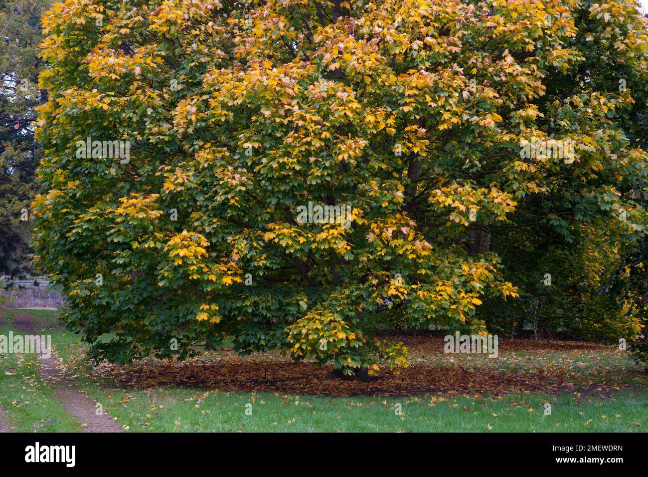 Acer platanoides olmsted Banque de photographies et d’images à haute ...