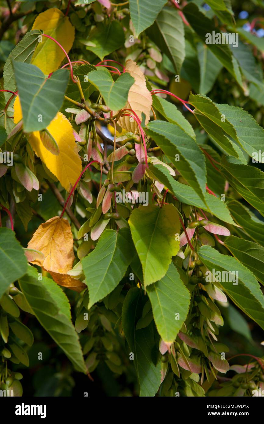 Acer davidii davidii Banque de photographies et d’images à haute ...