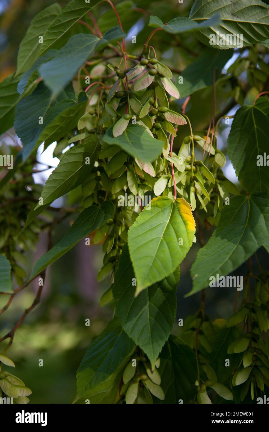 Acer davidii davidii Banque de photographies et d’images à haute ...