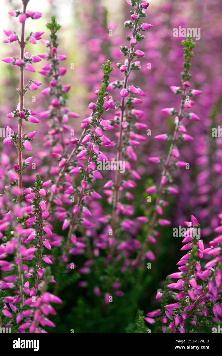 Amethyst flowers Banque de photographies et d’images à haute résolution ...