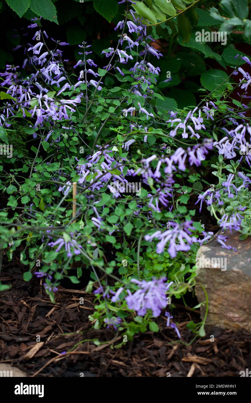 Fleurs de plectranthus Banque de photographies et d’images à haute ...