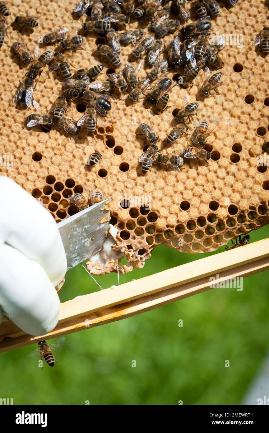 Queen cell Banque de photographies et d’images à haute résolution - Alamy